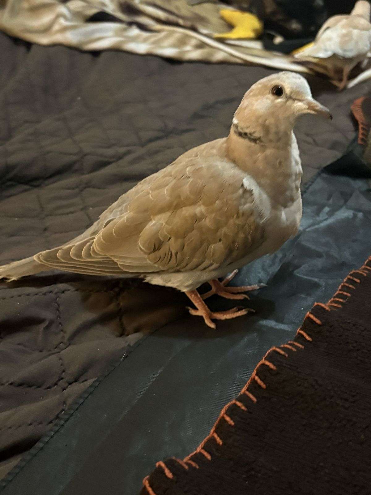Ringneck Doves