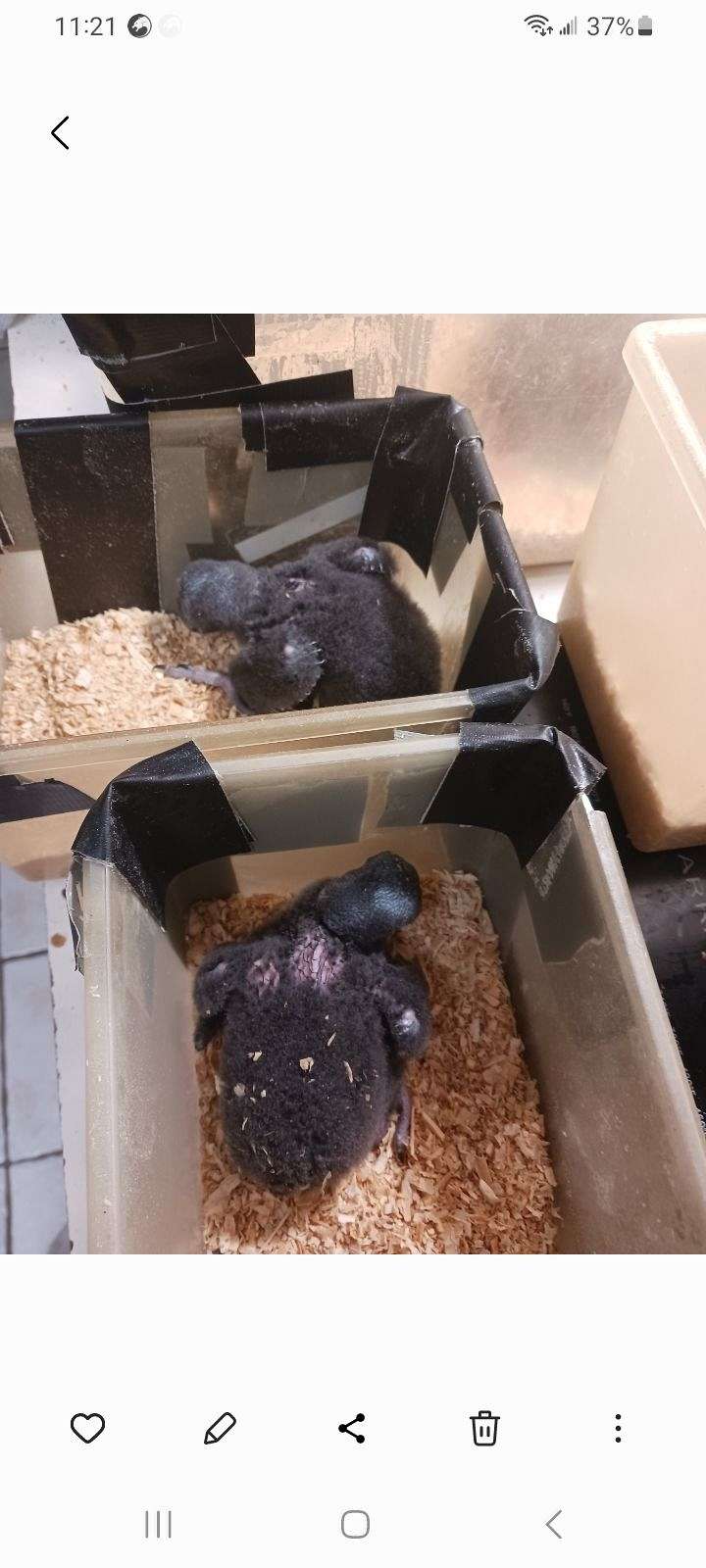 Solomon Island eclectus