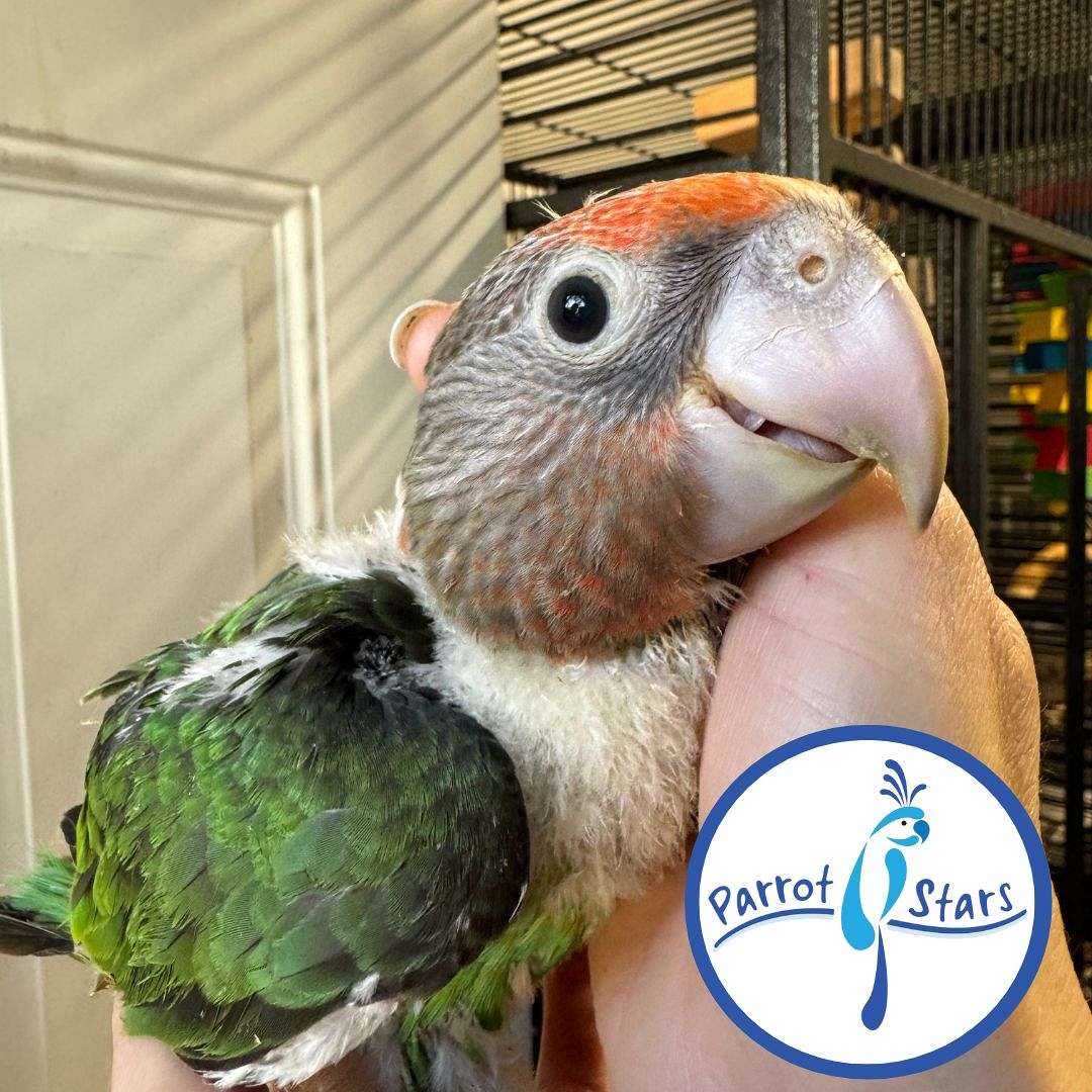Baby Cape Parrot Available at Parrot Stars!