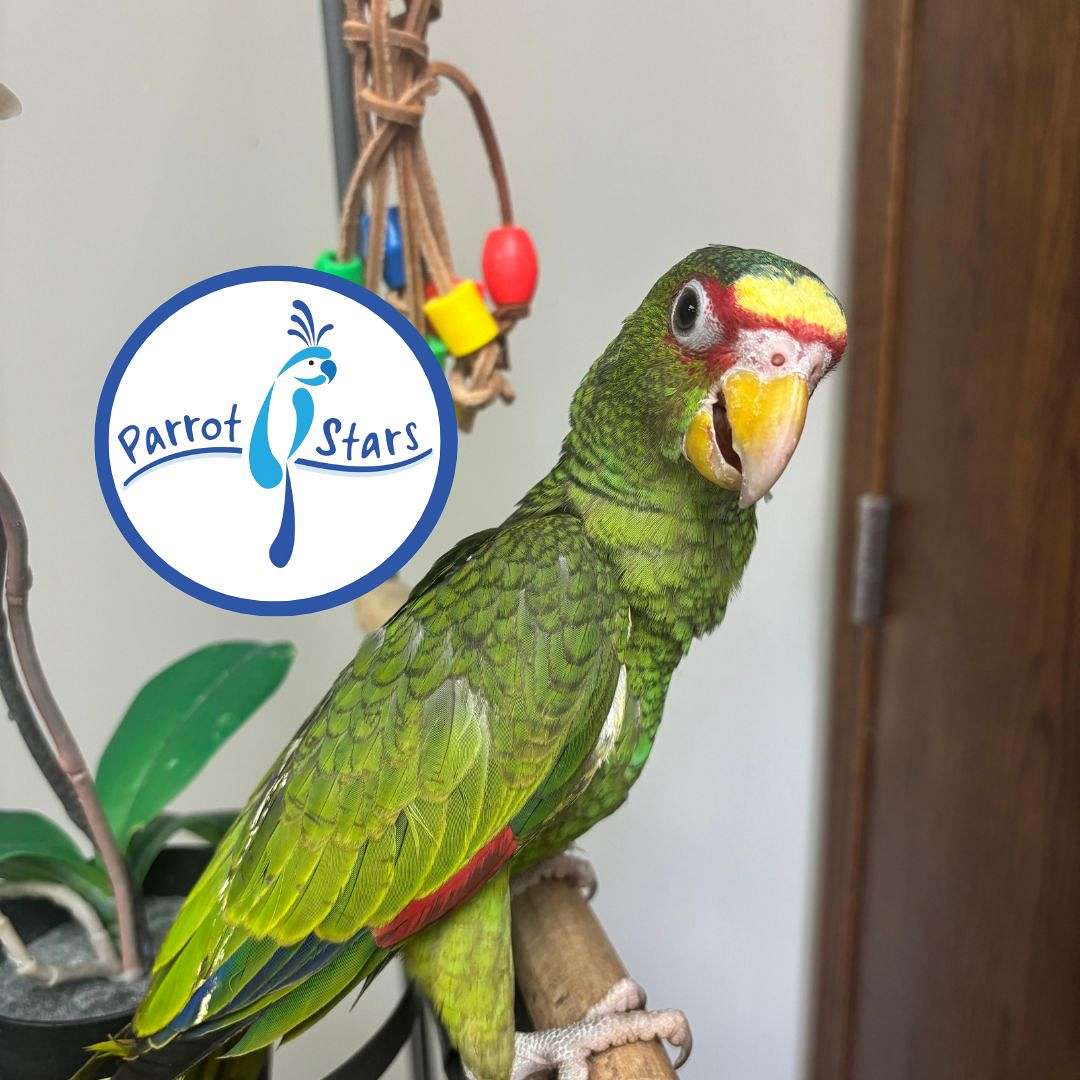 Baby White-fronted Amazon Available at Parrot Stars!
