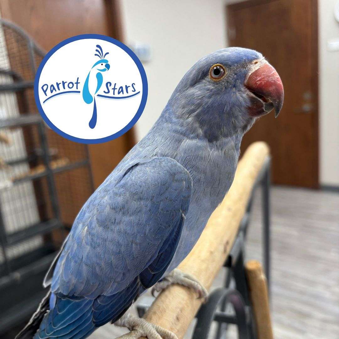 Baby Violet Cobalt Indian Ringneck Available at Parrot Stars!