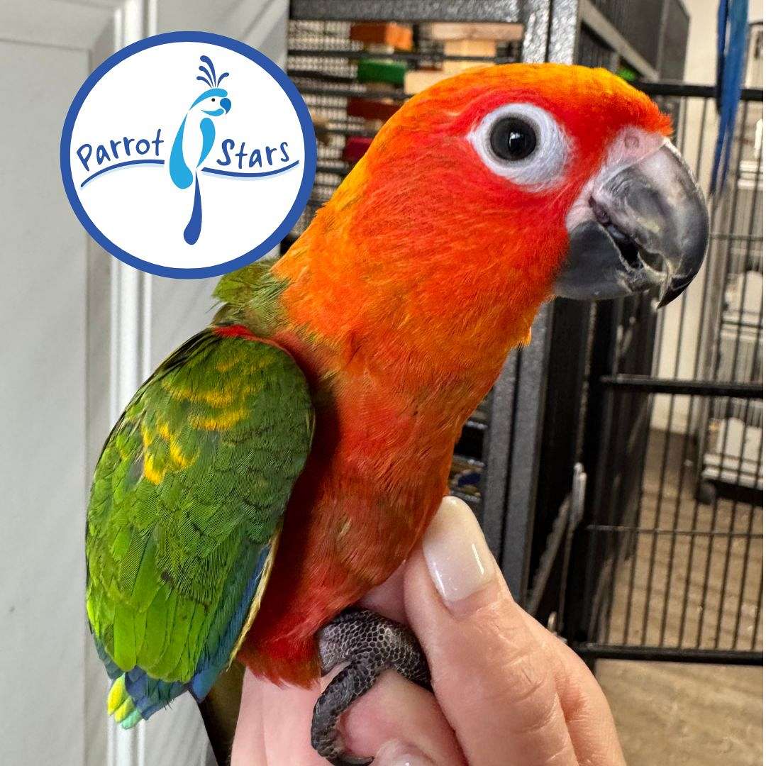 Baby Red Factor Jenday Conure Available at Parrot Stars!