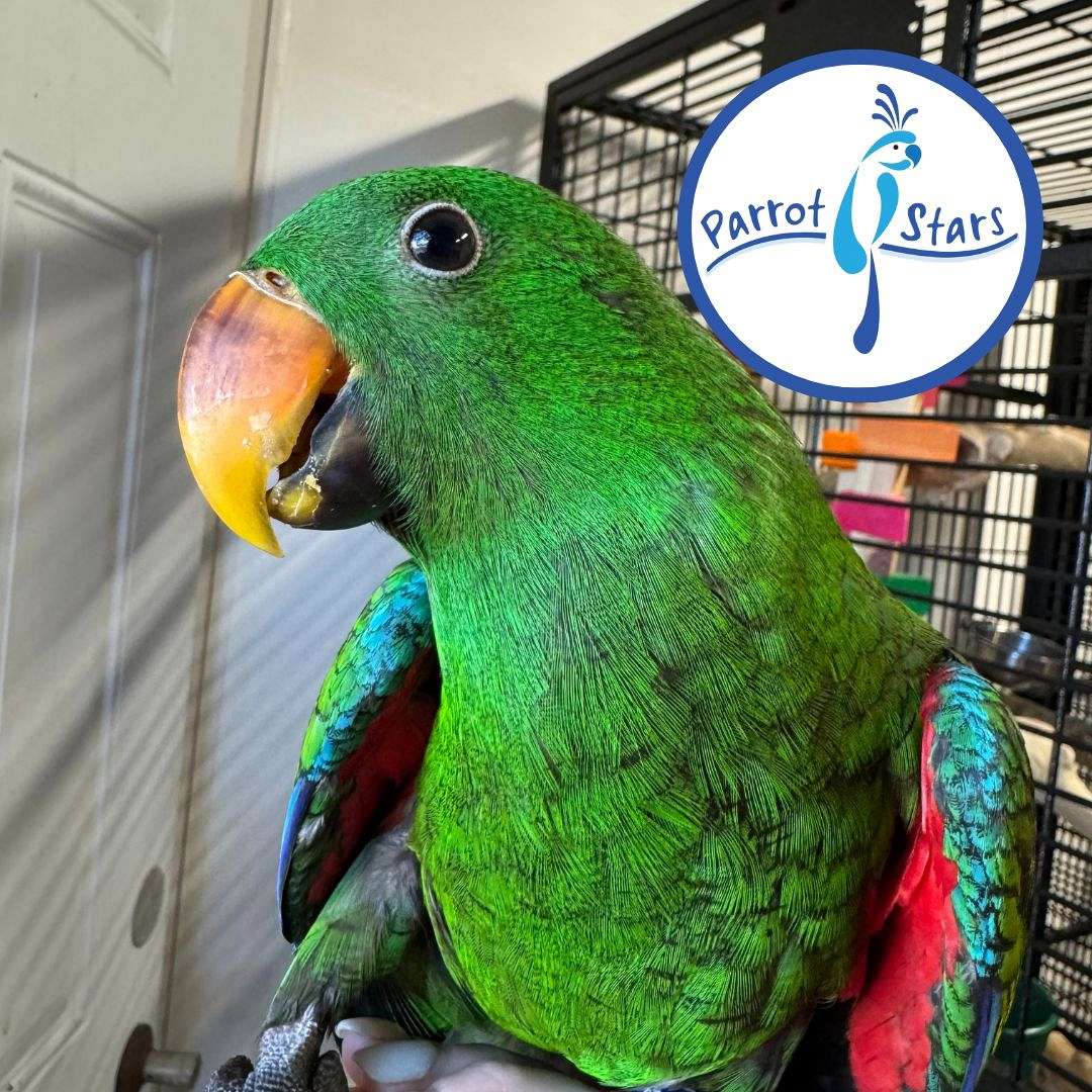 Baby Solomon Island Eclectus Available at Parrot Stars!