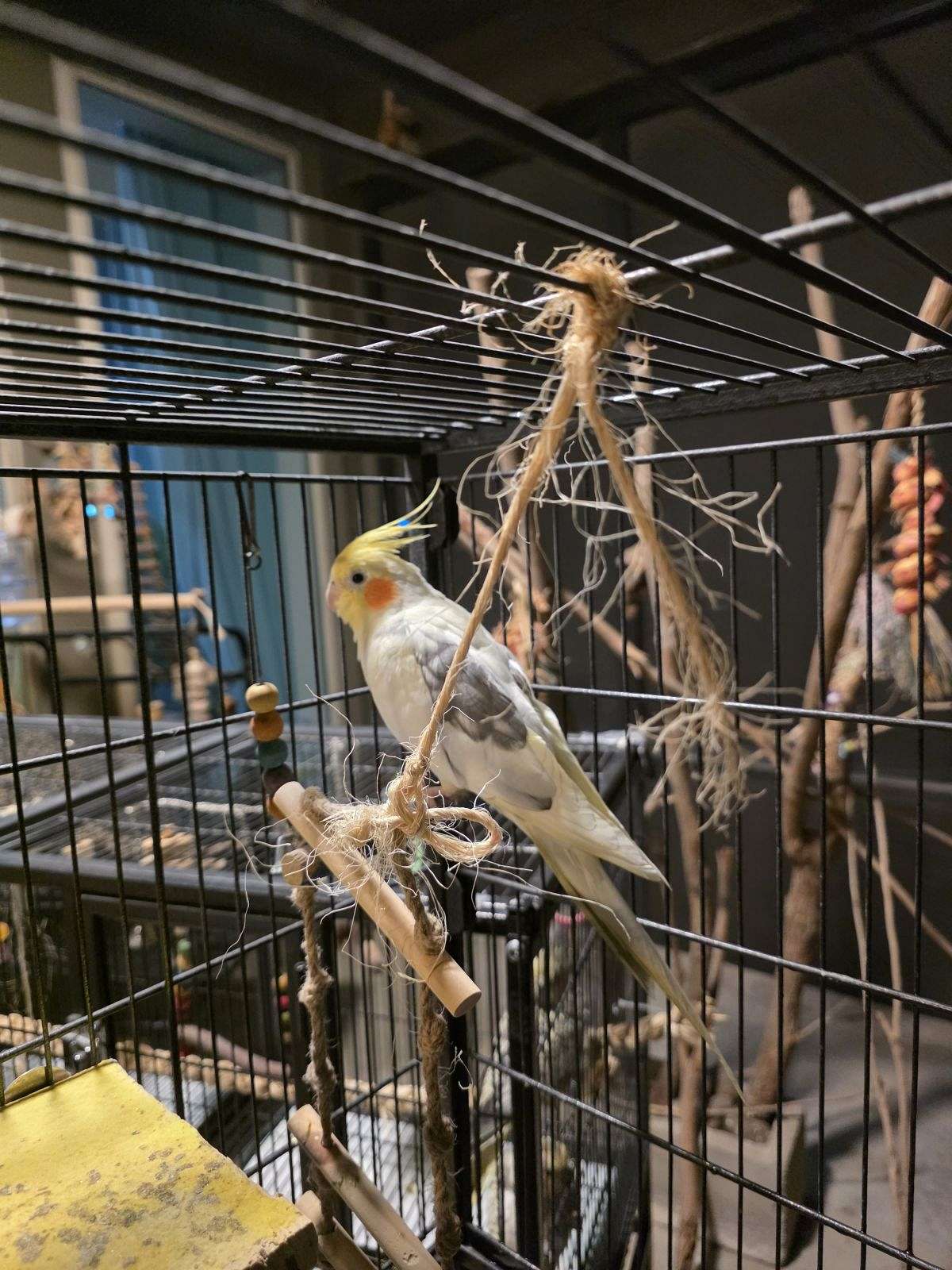 Cockatiels for Sale