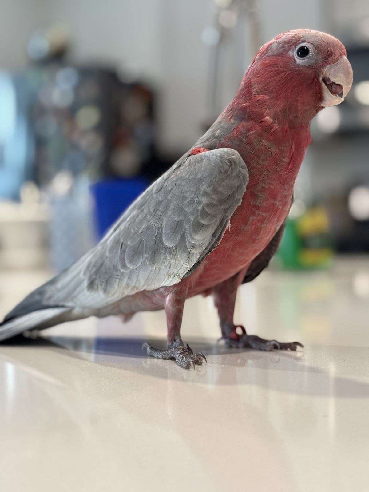 Baby Rose breasted