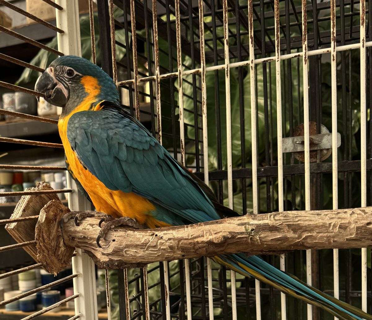 Blue Throat Macaw Babies