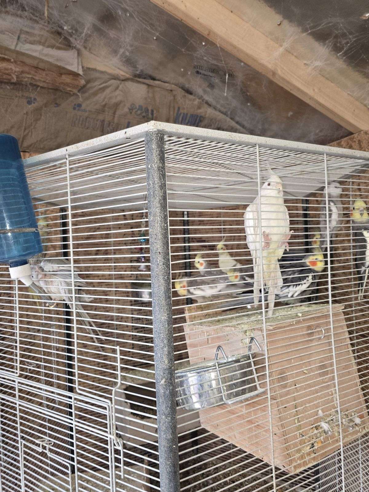 Breeder Cockatiels for Sale