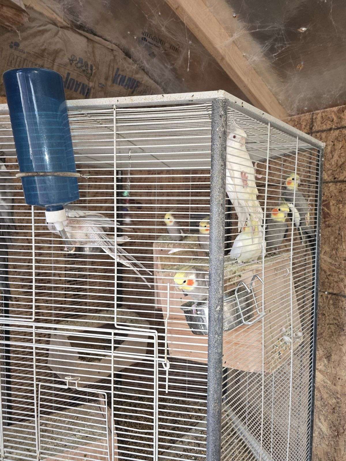 Breeder Cockatiels for Sale