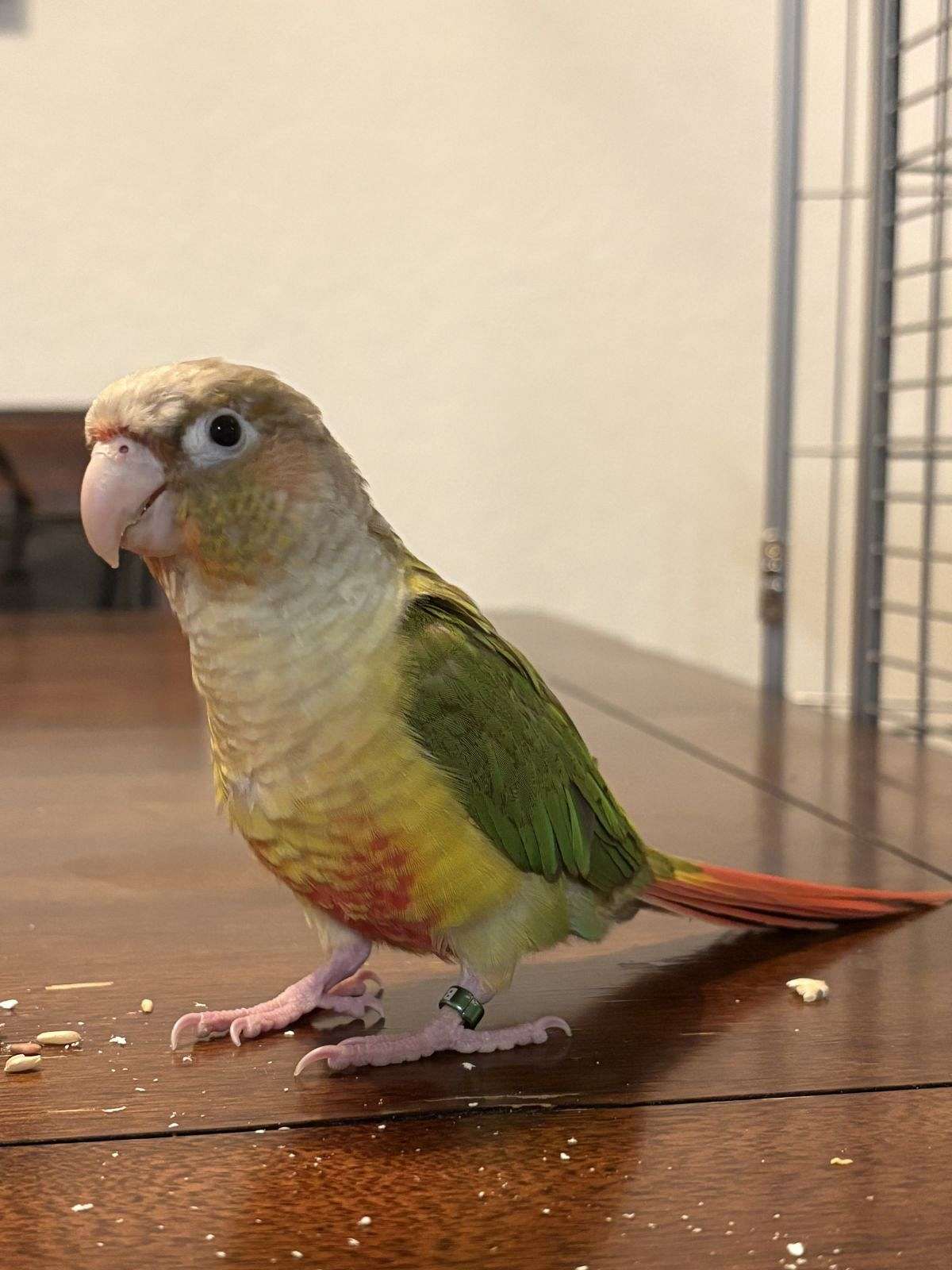Pineapple green cheek conure
