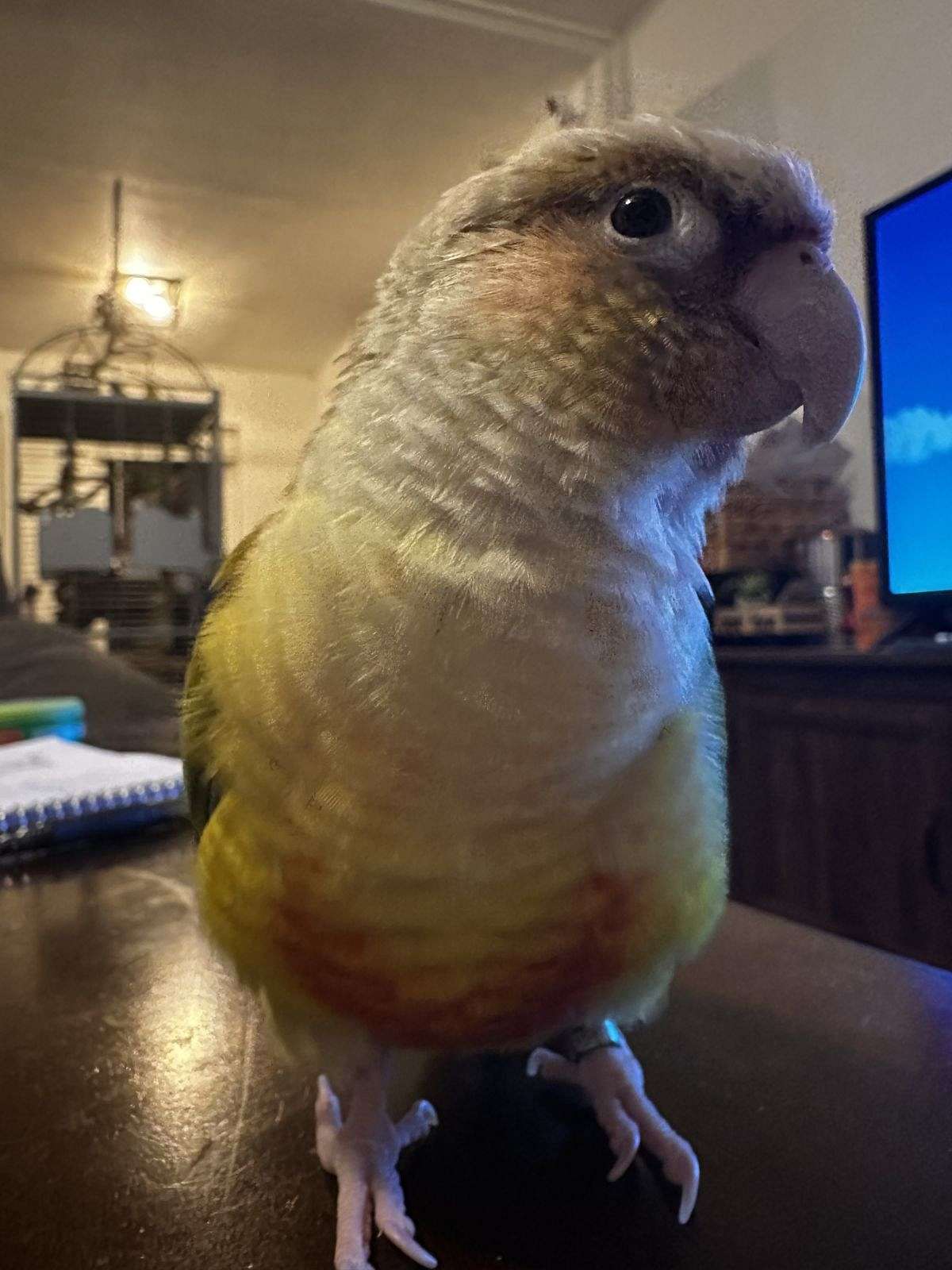 Pineapple green cheek conure