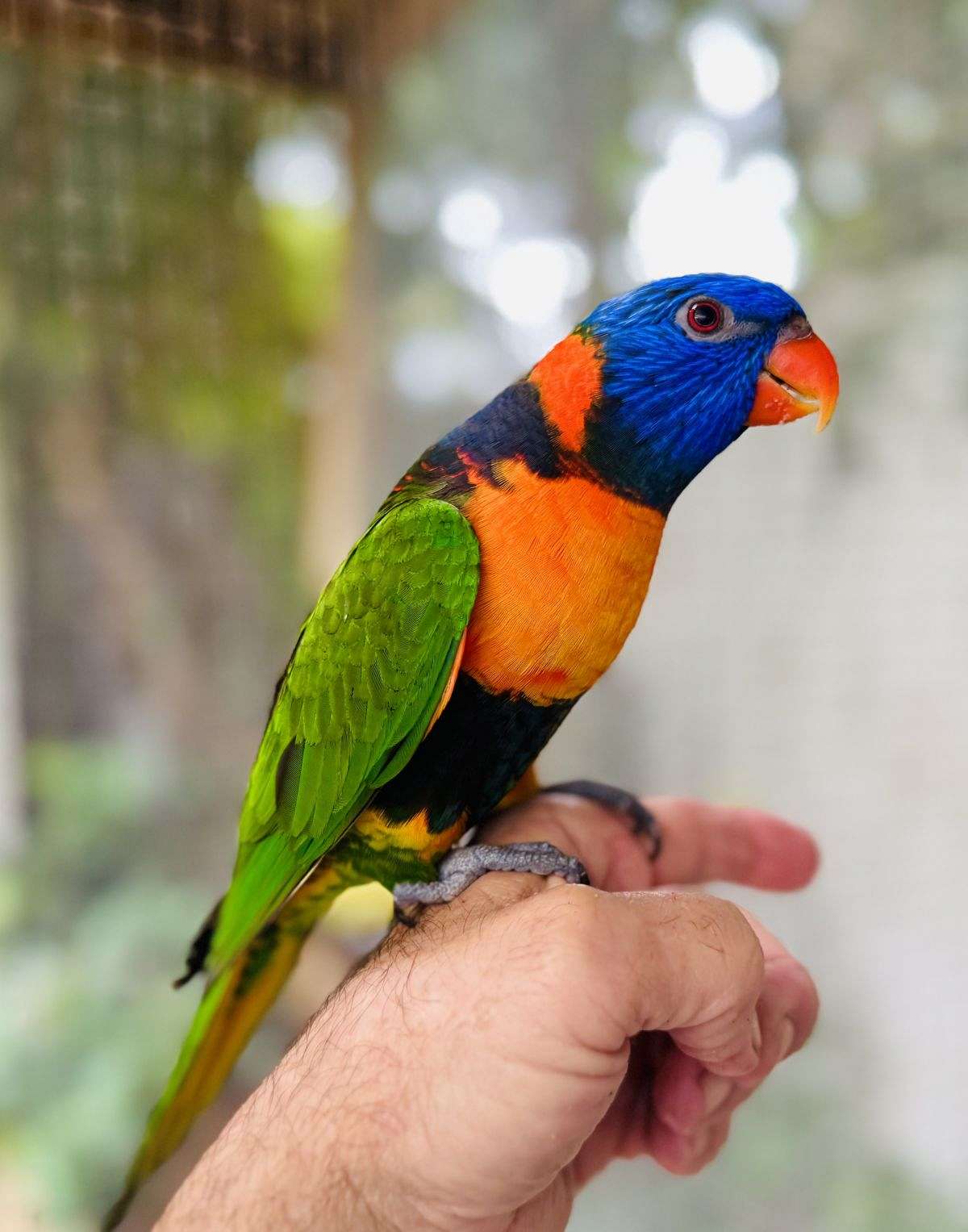 Red Collared Lory-Young