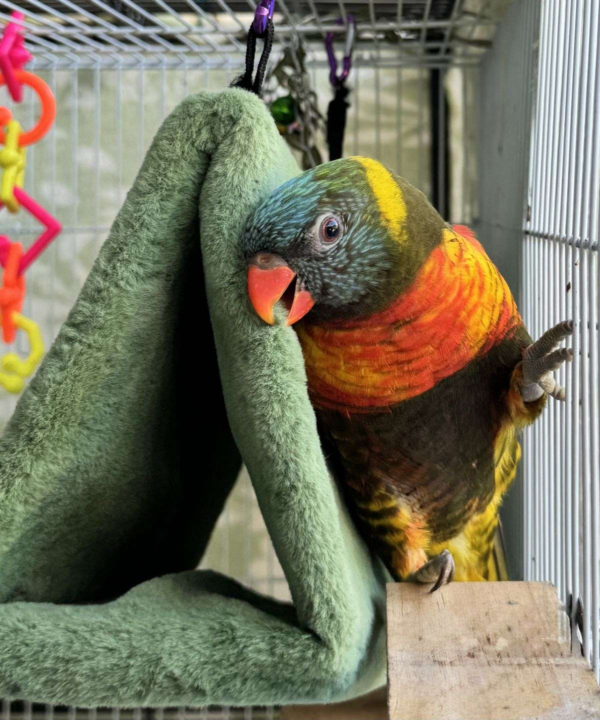 Olive Rainbow Lorikeet-Young