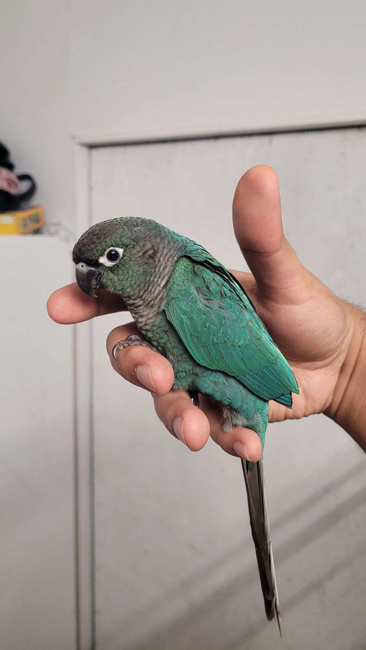 Turquoise Conures