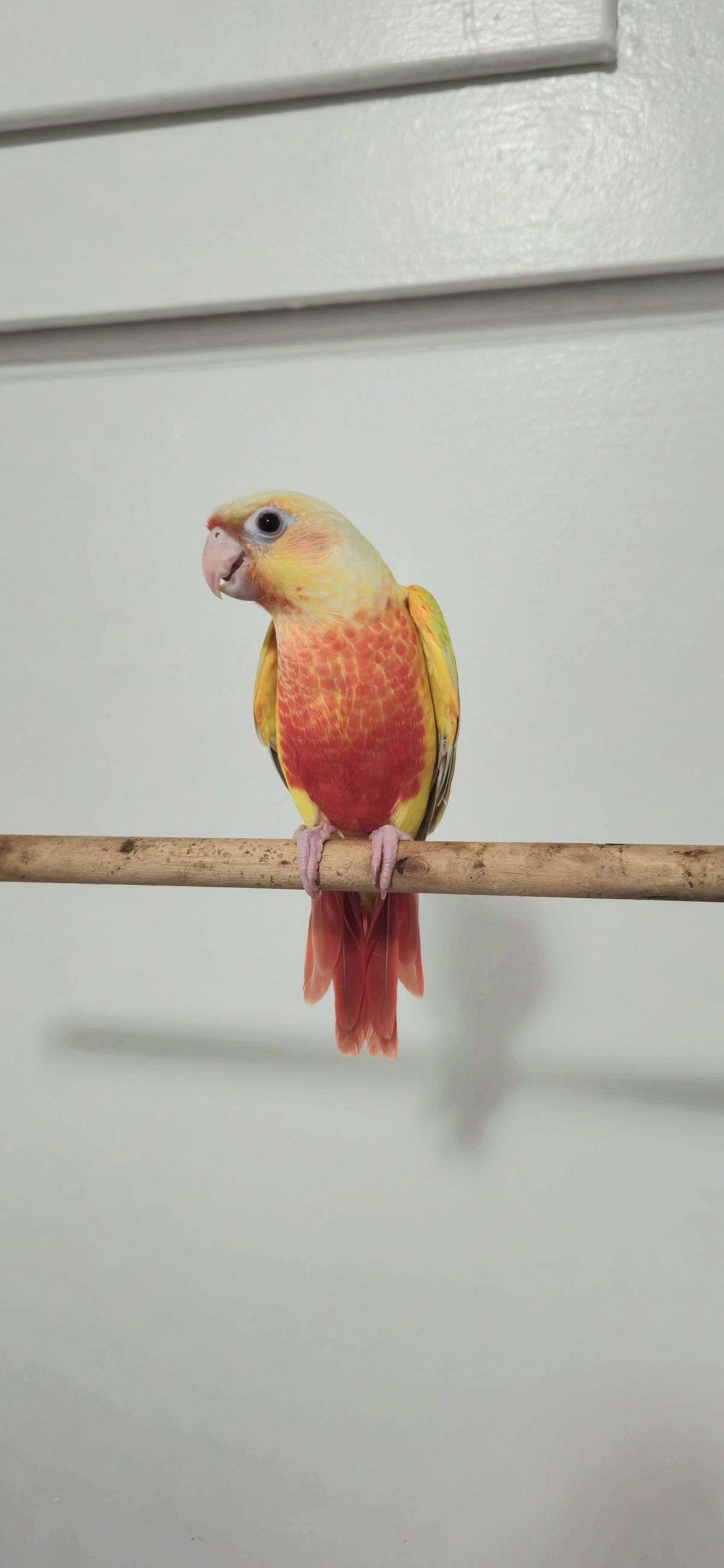 Sun Cheek Conure / High Red Sun Cheek Conure