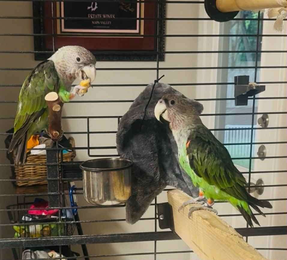 African Cape Parrot / Piocephalus Robustus