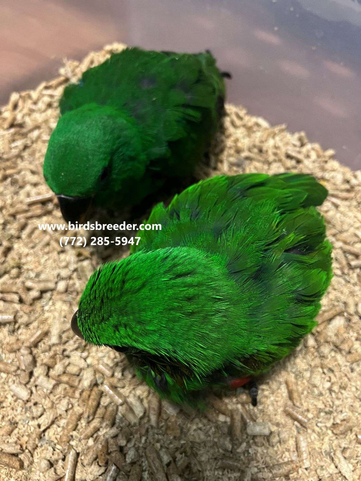 More baby pure Vosmaeri Eclectus hatching soon at $2,500 ea. Multi-purchase