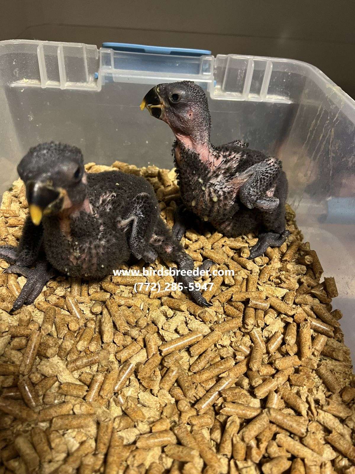 More baby Solomon Island Eclectus hatching soon at $2,000 ea. Multi-purchas