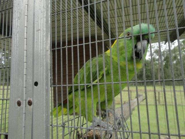 Male Yellow Nape Amazon available for $1,500