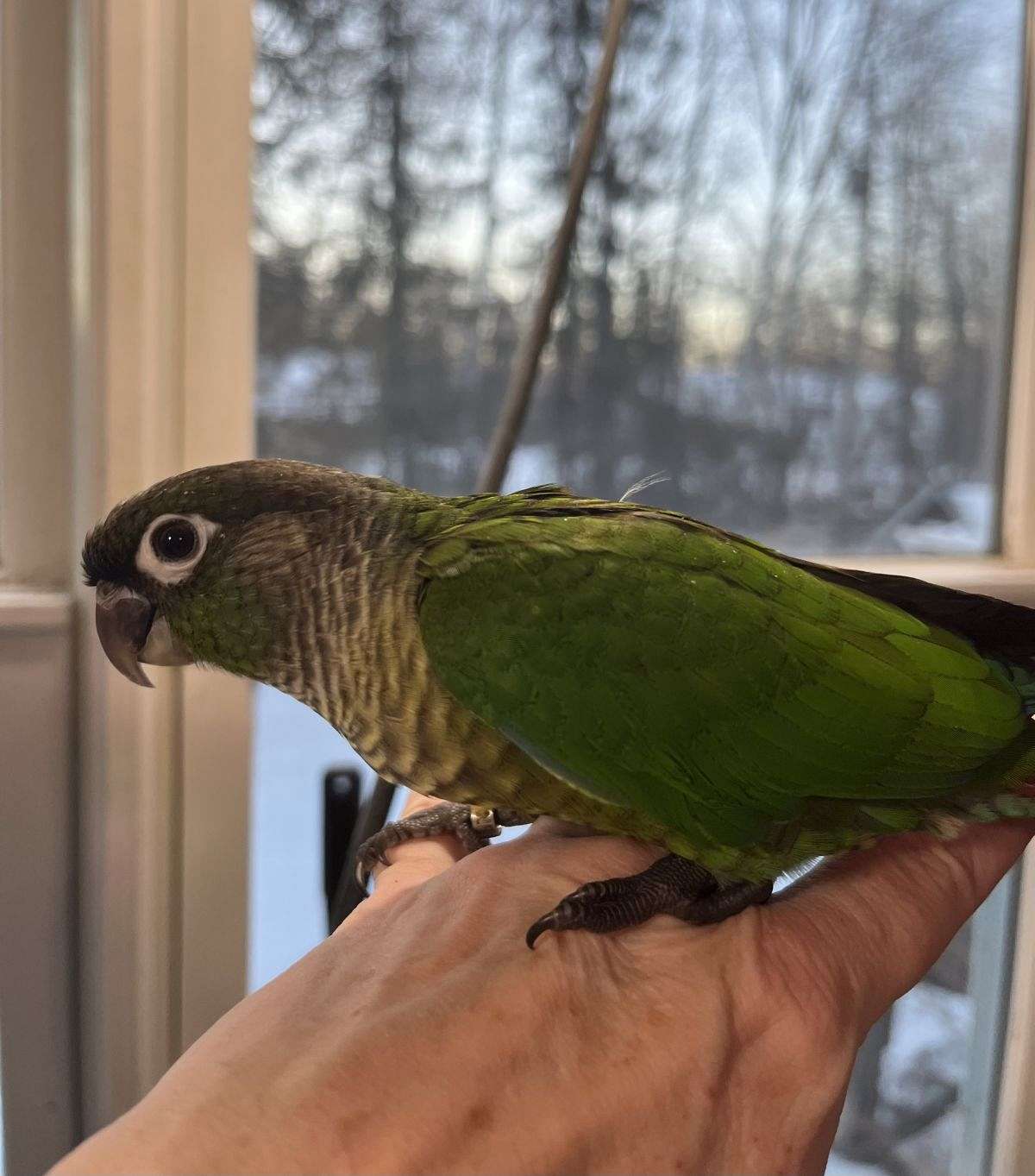 Conure baby!