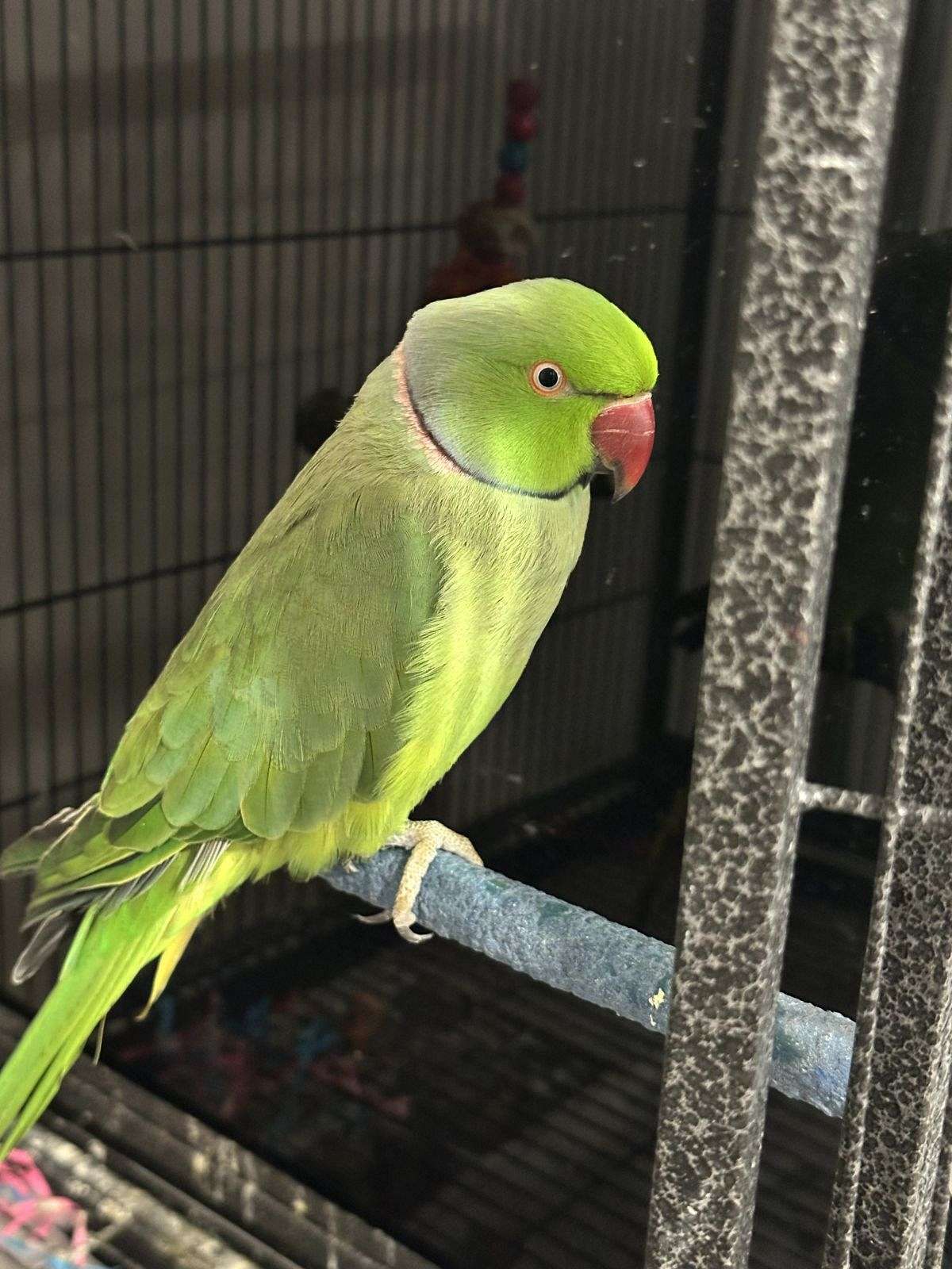 Indian Ringneck