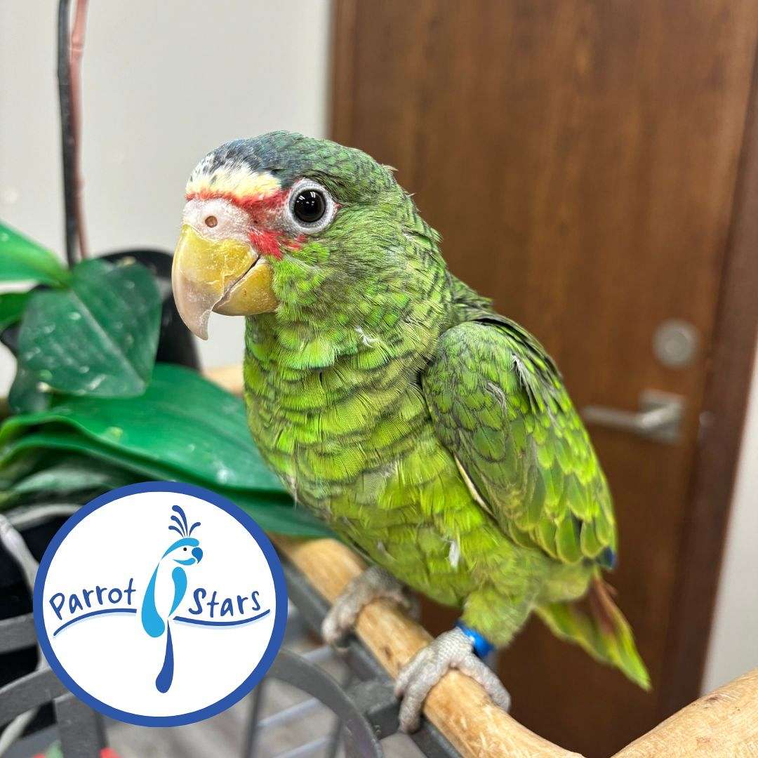 Baby White-fronted Amazon Available at Parrot Stars!