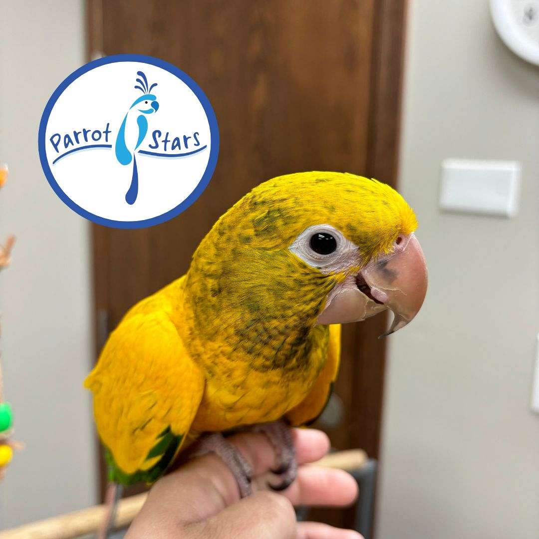 Baby Golden Conure Available at Parrot Stars!