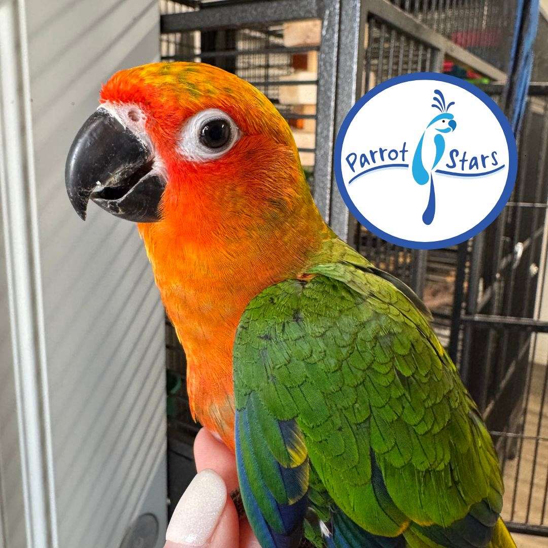 Baby Red Factor Jenday Conure Available at Parrot Stars!