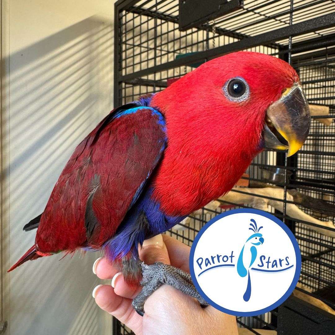 Baby Solomon Island Eclectus Available at Parrot Stars!