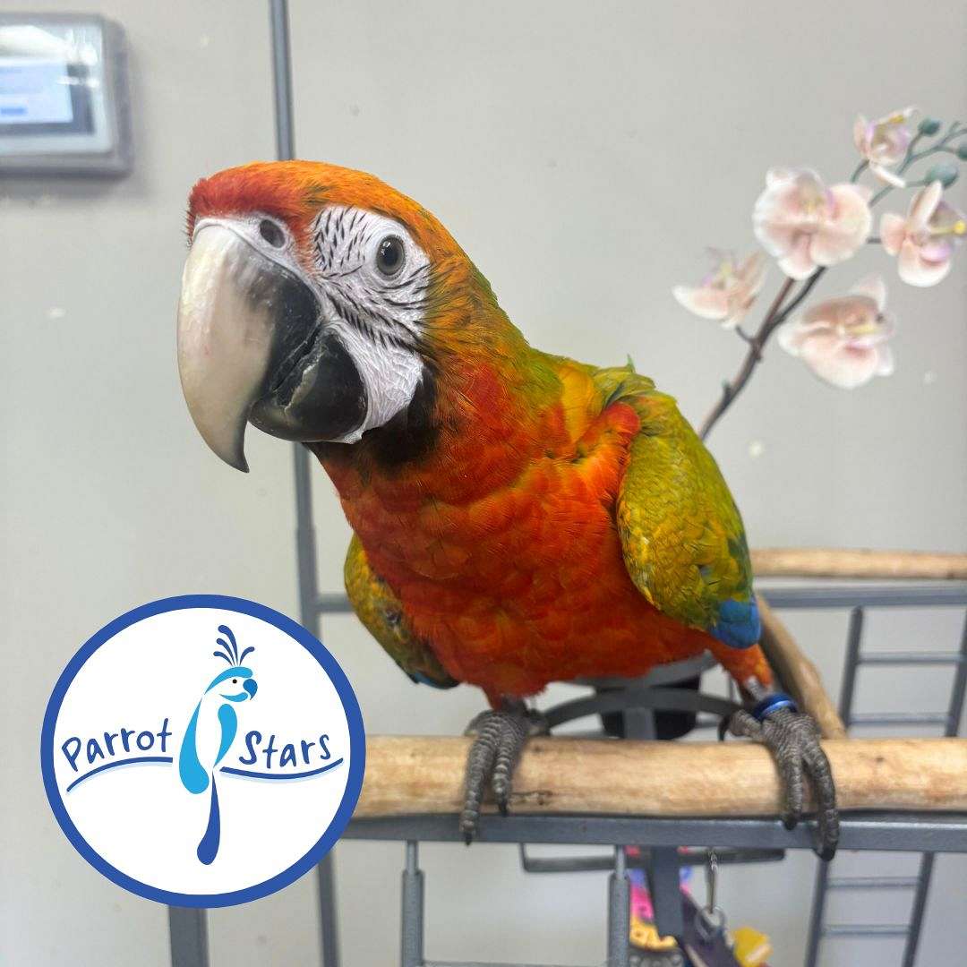 Baby Camelot Macaw Available at Parrot Stars!
