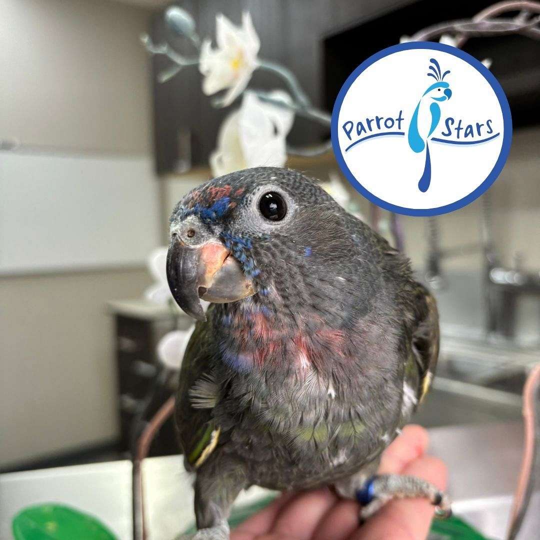 Baby Blue-headed Pionus Available at Parrot Stars!