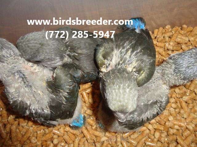 Hard to find baby Ruppell's Parrots hatching soon at $2,000 each