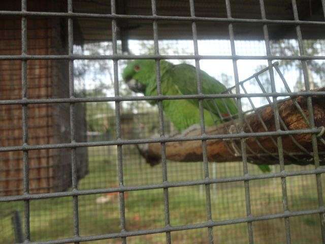 Huge male Yellow Nape Amazon available for $1,500