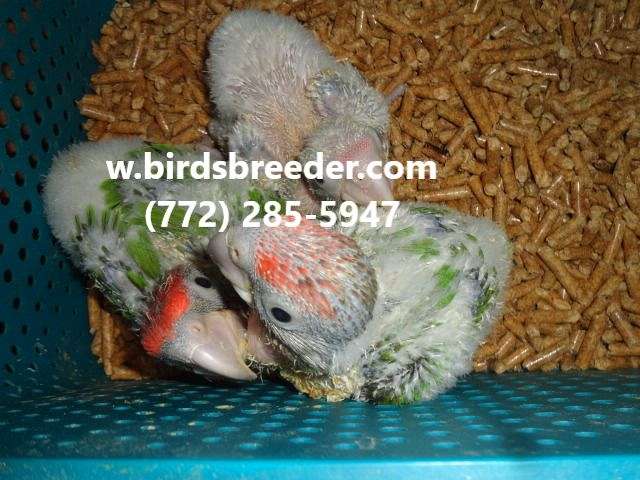 More baby Brown Neck (Cape) Parrots hatching soon at $3,000 ea. Multi-pur