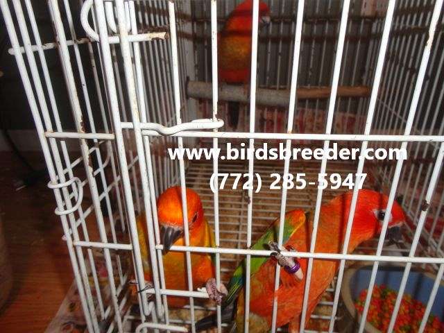 Red factor Sun Conures available at $550 ea. Multi-purchase discount availa