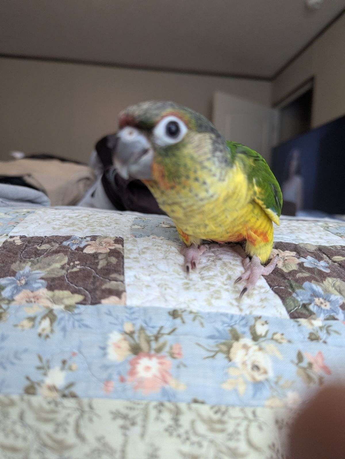 Hand-fed Baby Green Cheek Conures