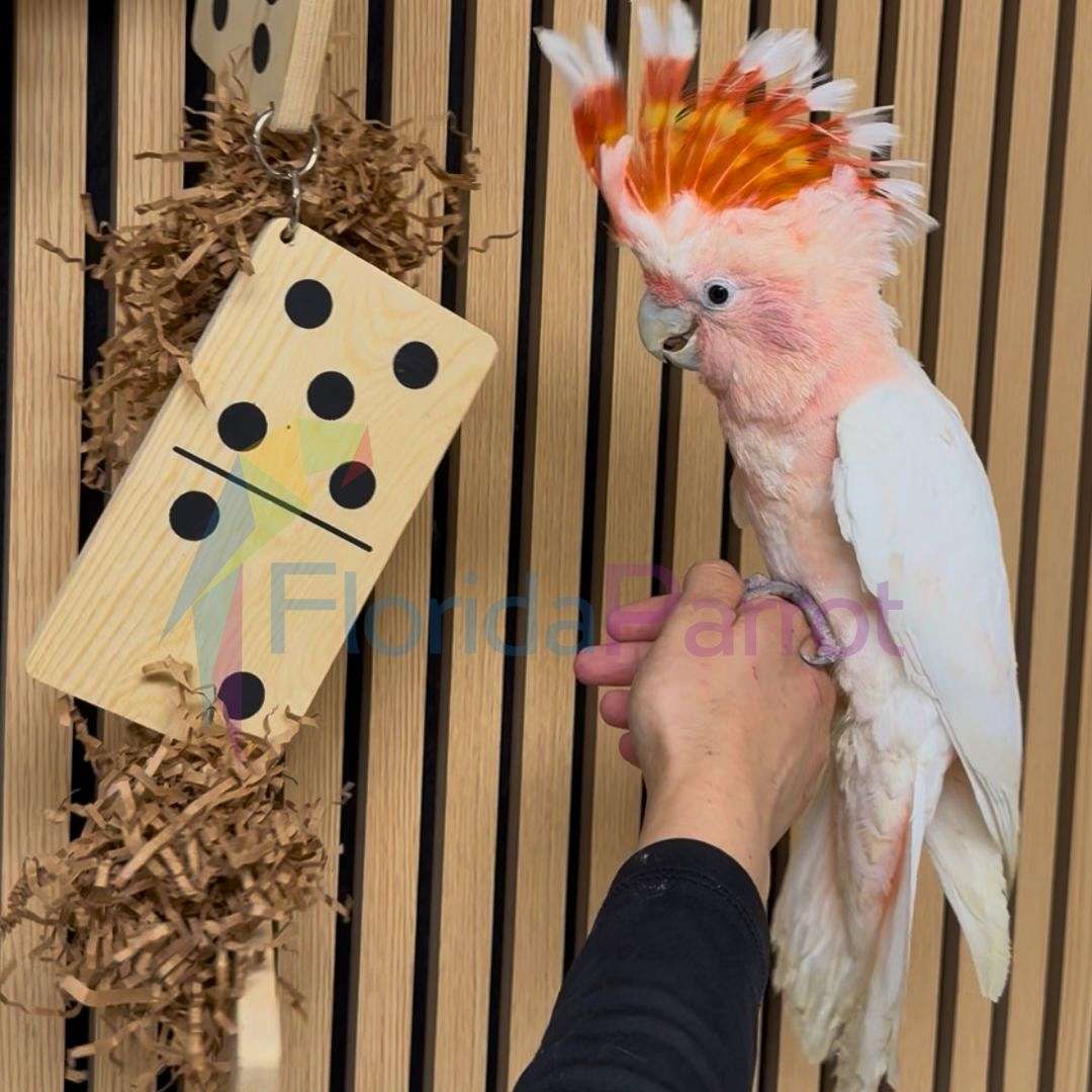 Major Mitchell's Cockatoo