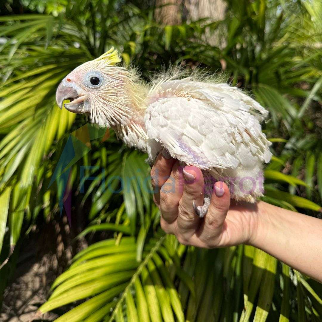 Triton Cockatoo