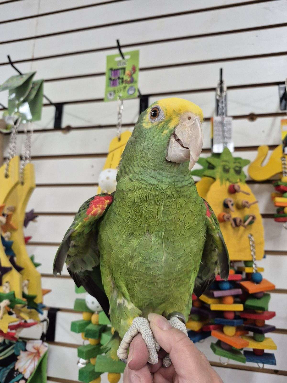 Double Yellow Head Amazon Parrot 2025 Hatch