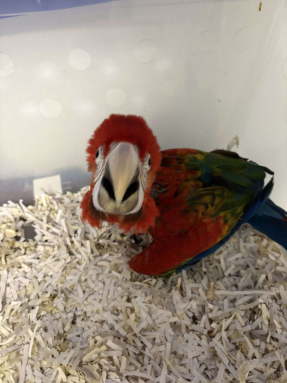 Macaw ruby