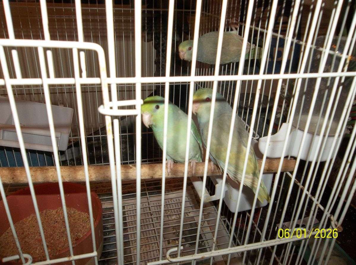 Beautiful Young Pied Parrotlet Pair , Male and Female