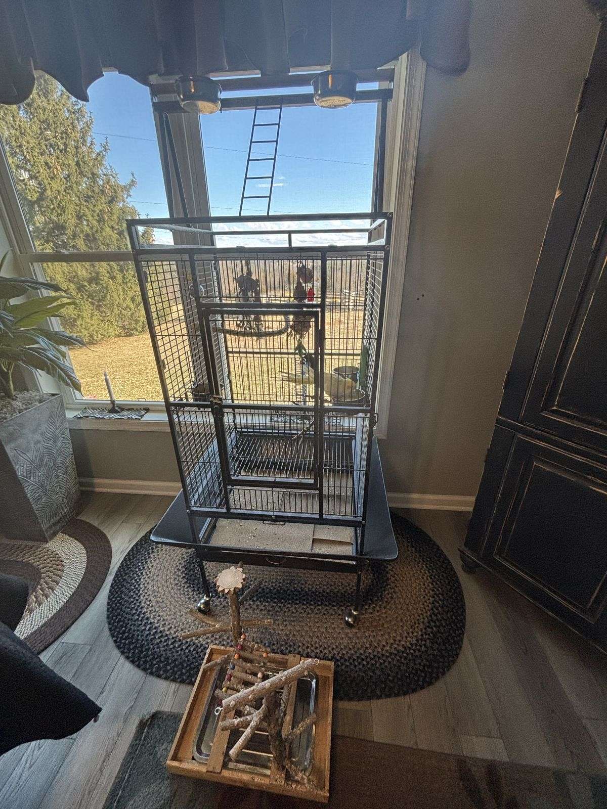 Cockatiel with cage for sale