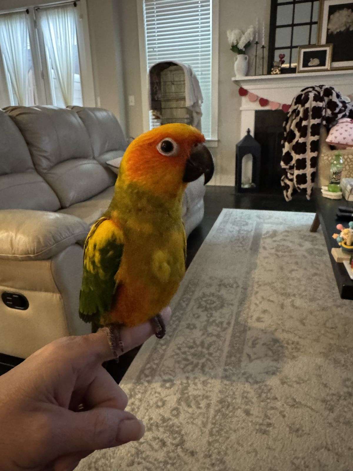 Sun Conure