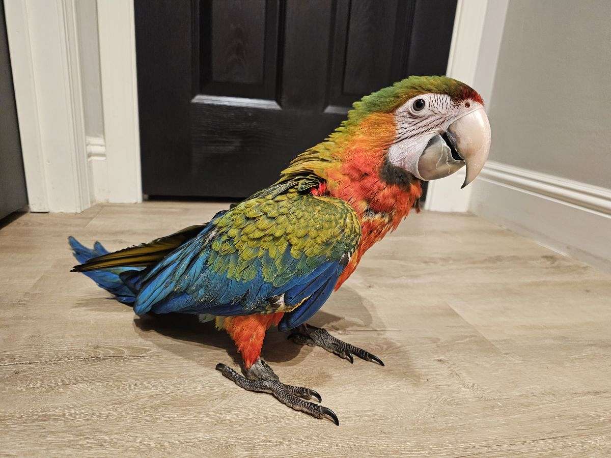Macaw