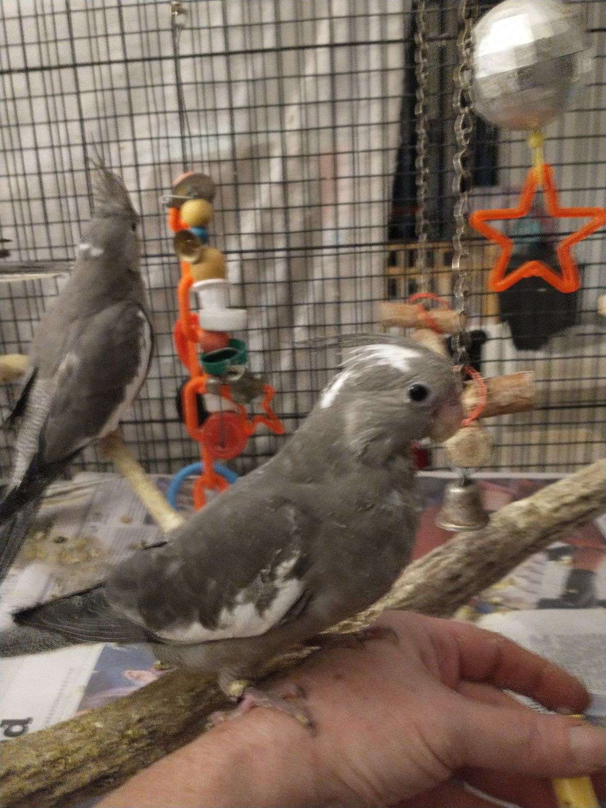 Breeding pairs for sale
