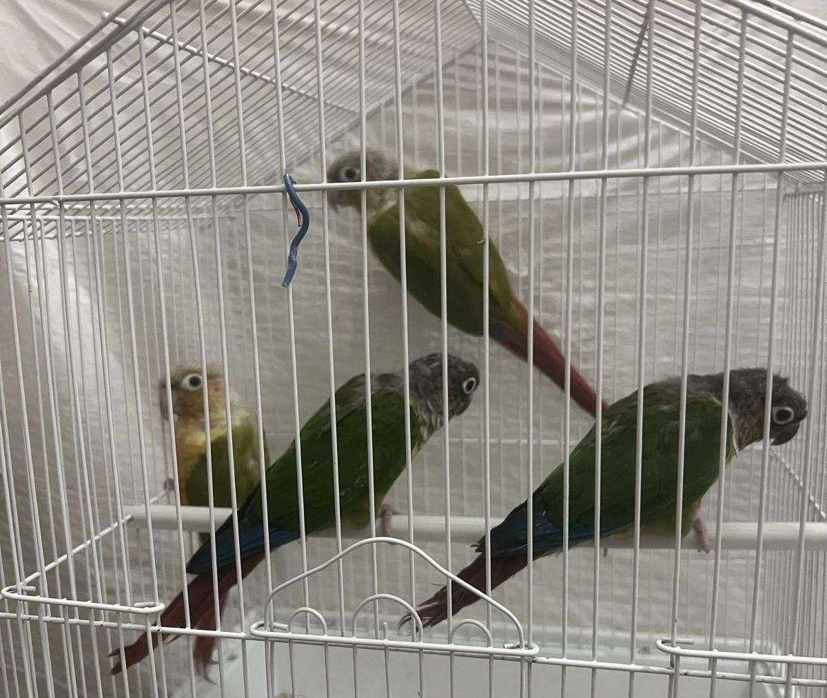 Conures 2x600