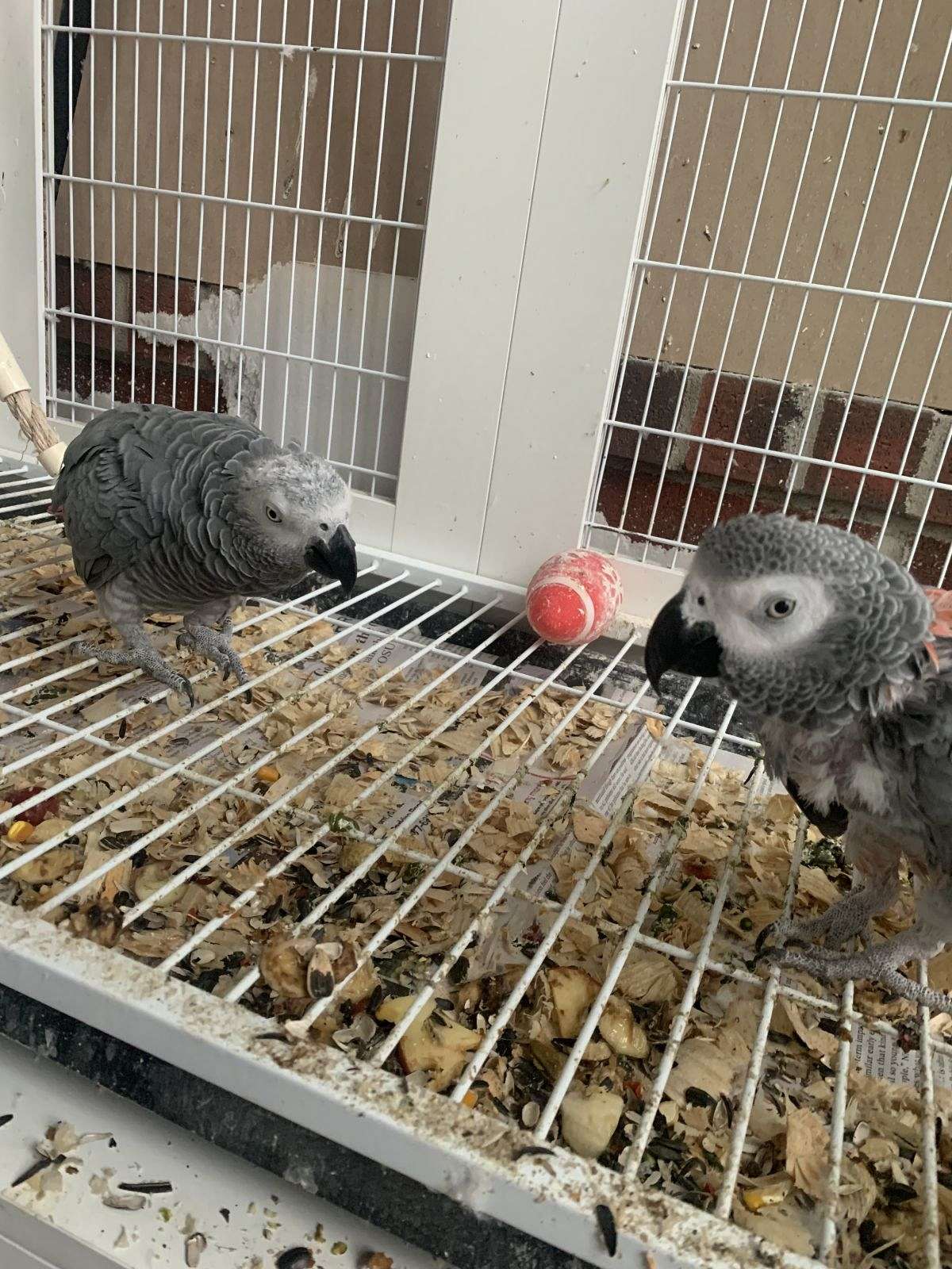 Bonded breeding pair African Grey/ sold