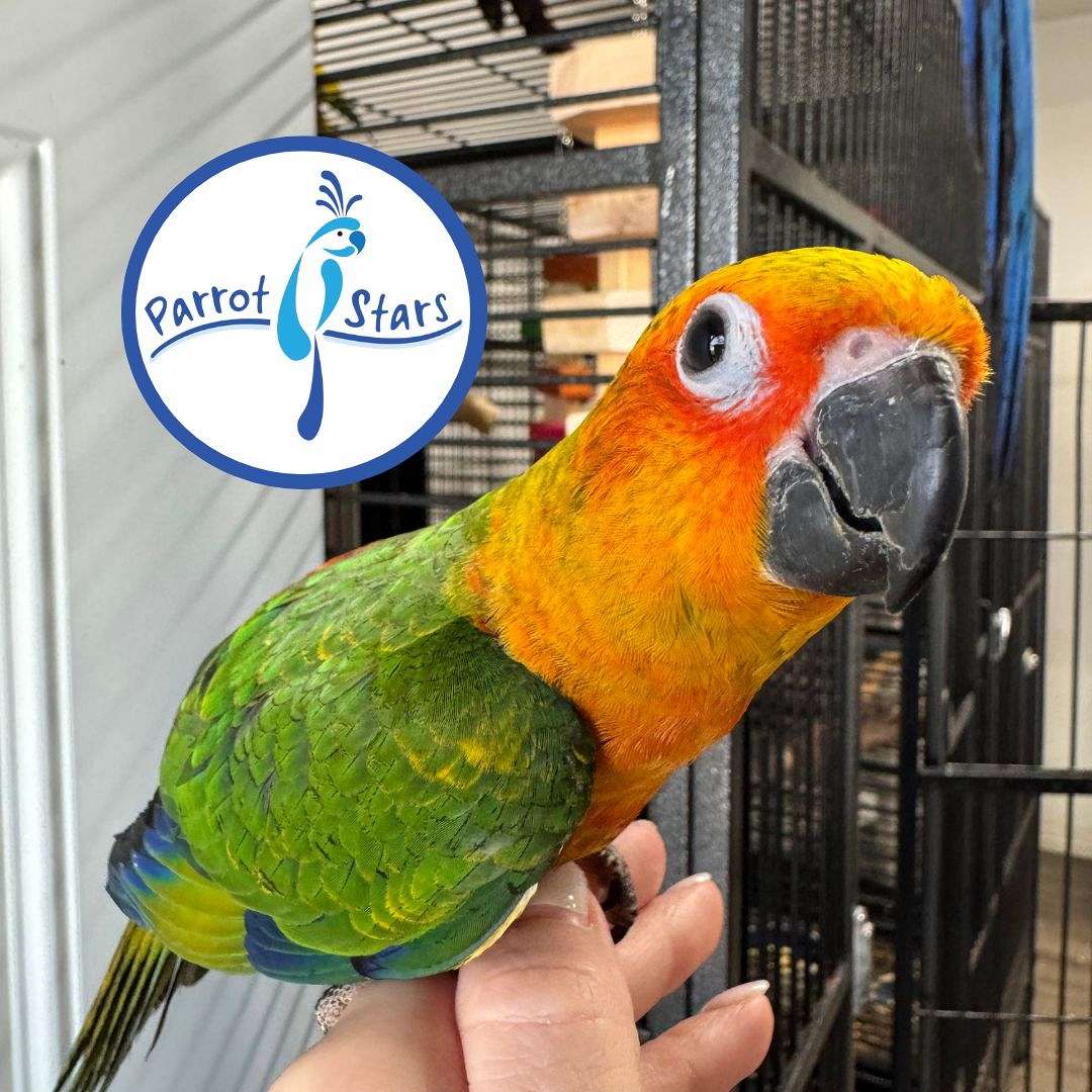 Baby Red Factor Jenday Conure Available at Parrot Stars!