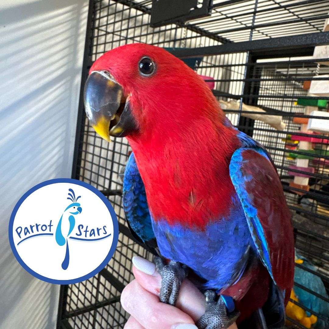 Baby Solomon Island Eclectus Parrot Available at Parrot Stars!