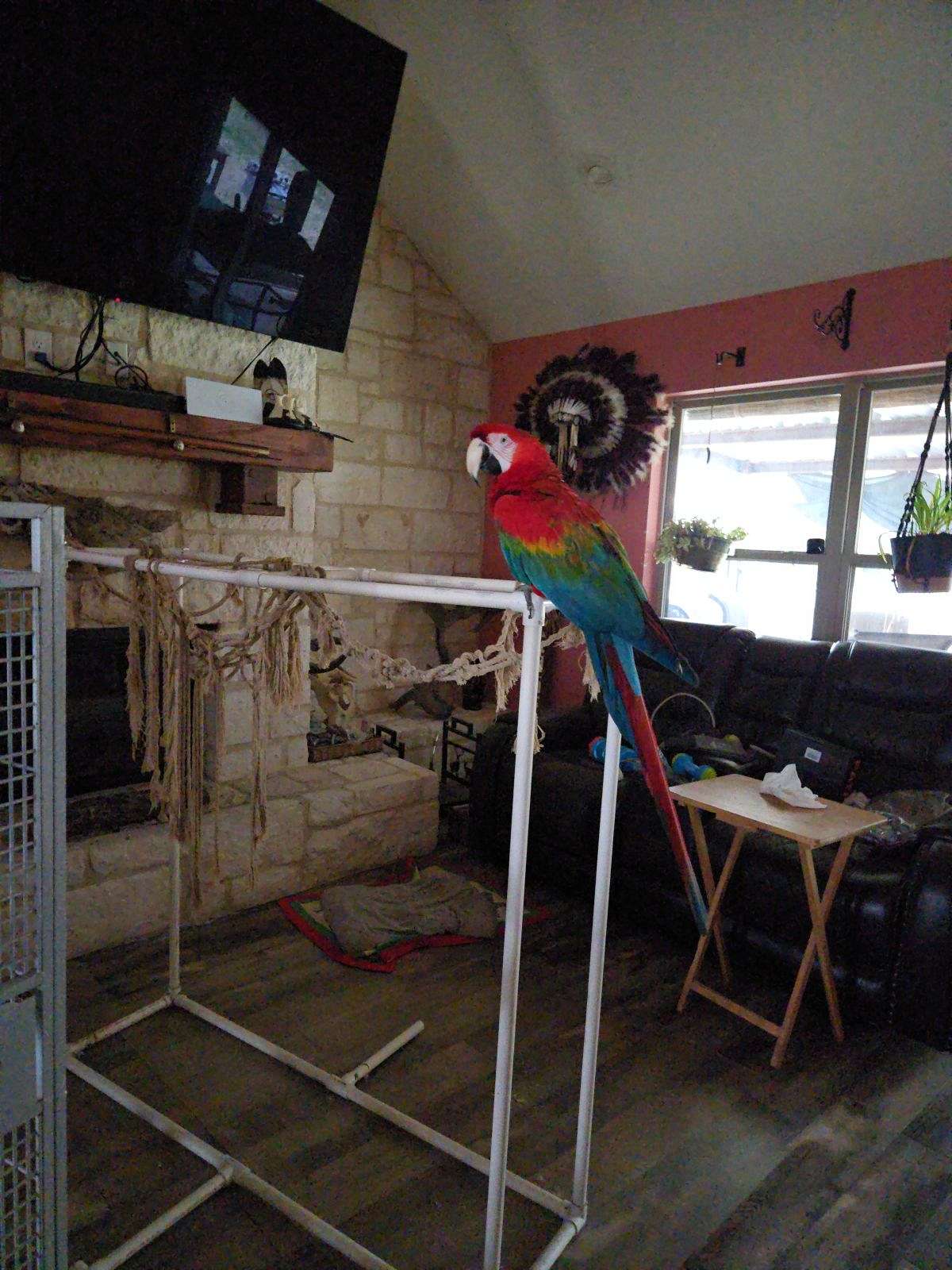 Ruby macaw for sale