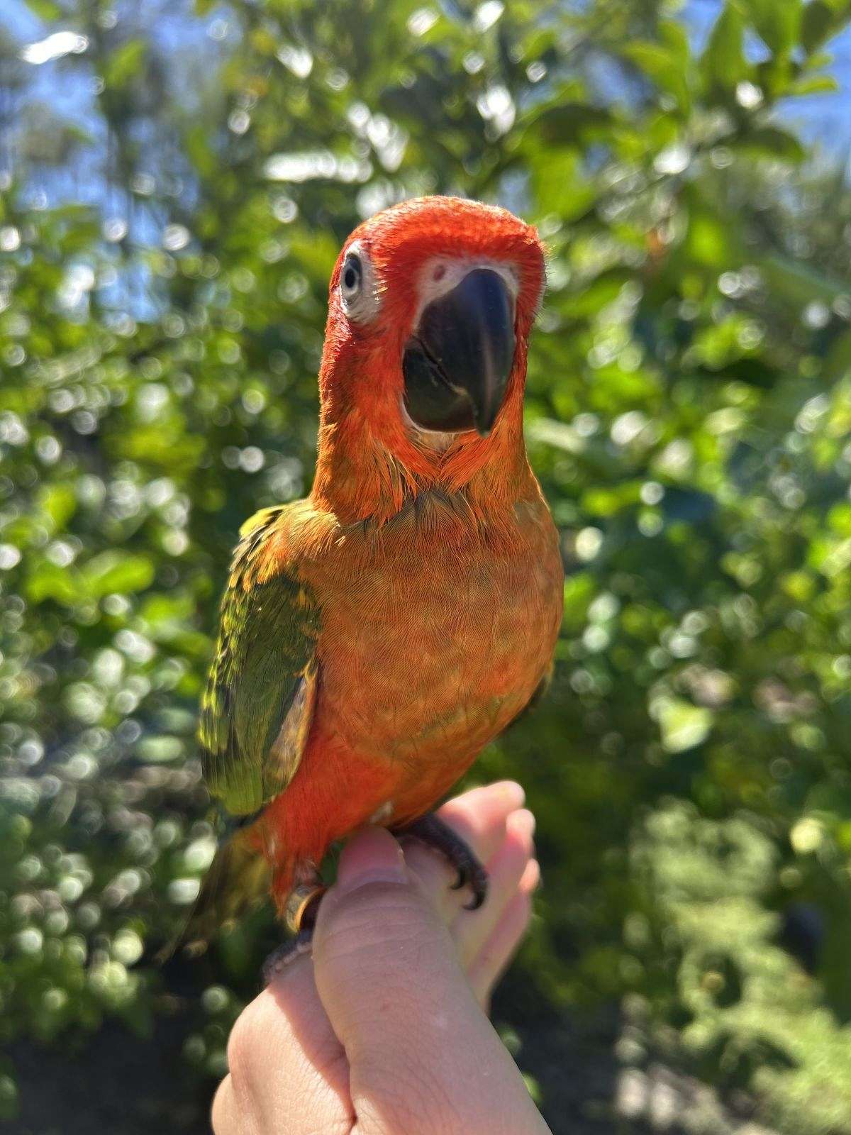 Sun Conure , High Yellow Sun Conure, Red Factor Sun Conure
